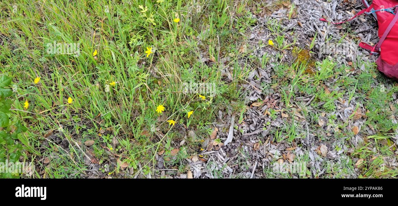 California buttercup (Ranunculus californicus Stock Photo - Alamy