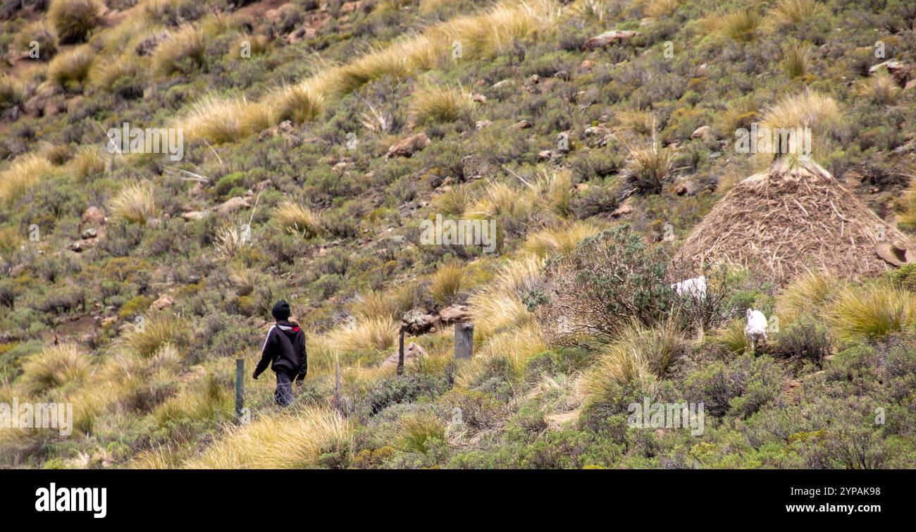 Mokhotlong, Lesotho - an unidentified goat herder walks away from his ...