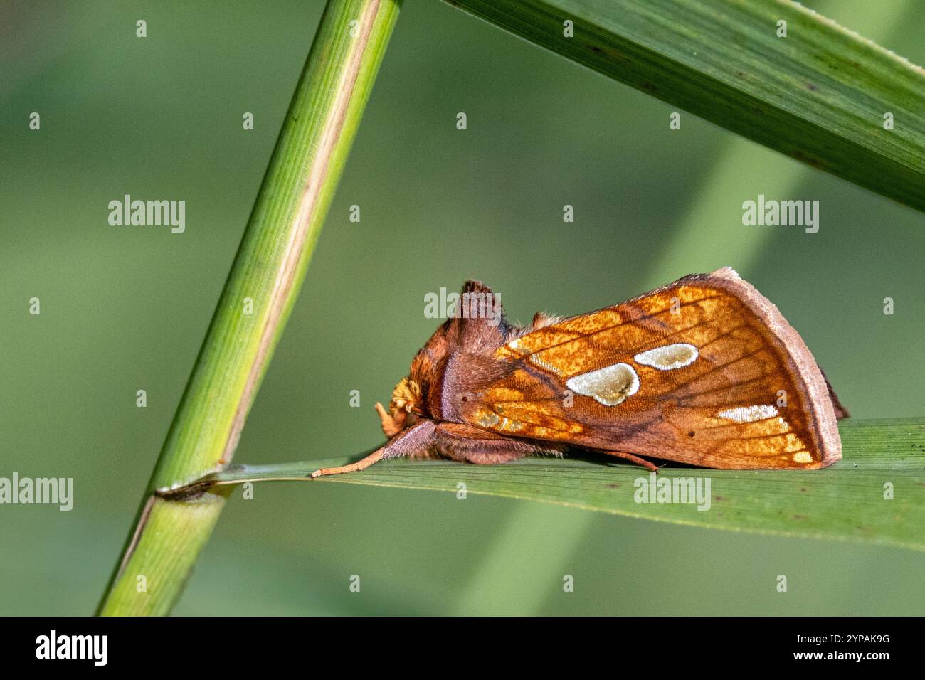 Gold spot, Golden spot, Rice looper (Plusia festucae), sits on a reed ...