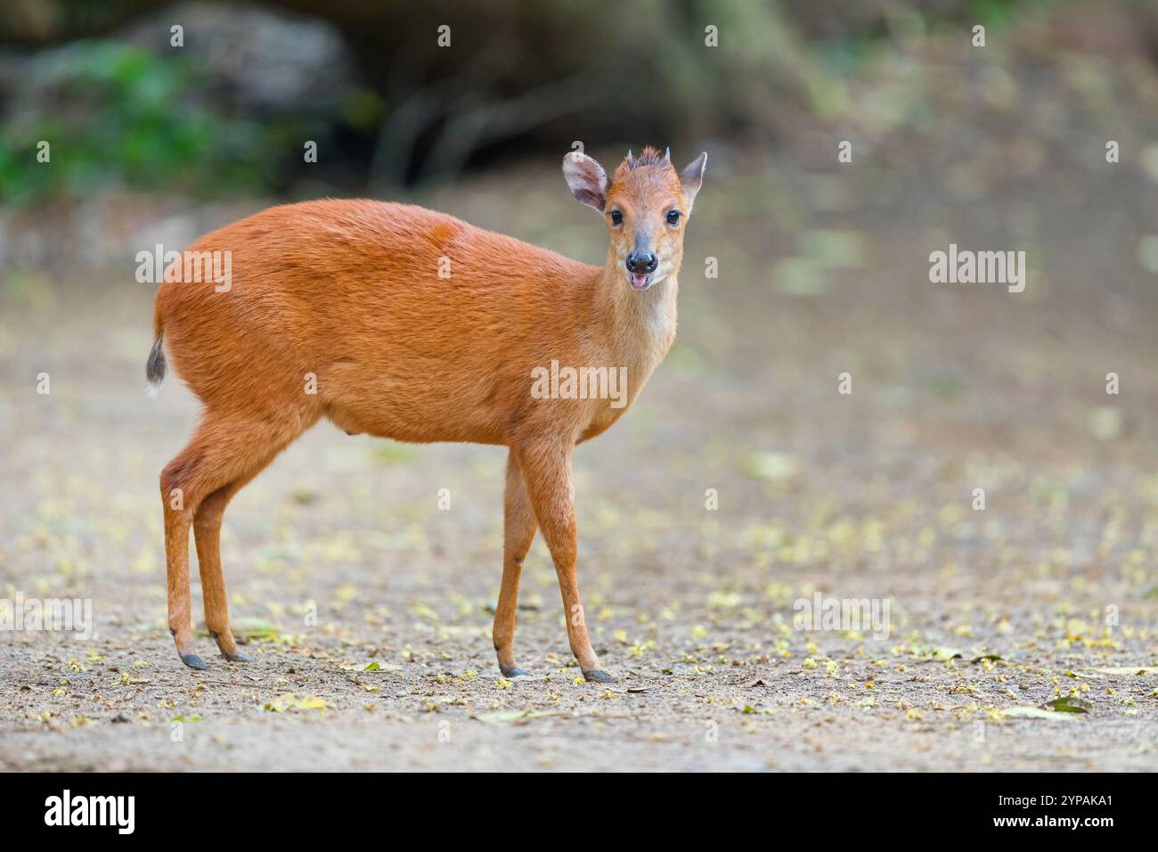 red forest duiker (Cephalophus natalensis), standing, South Africa ...