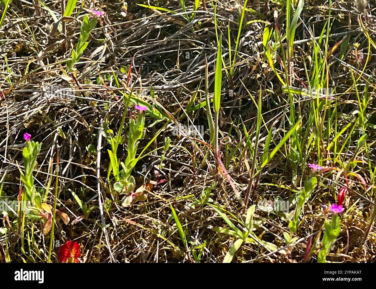 slender phlox (Microsteris gracilis Stock Photo - Alamy
