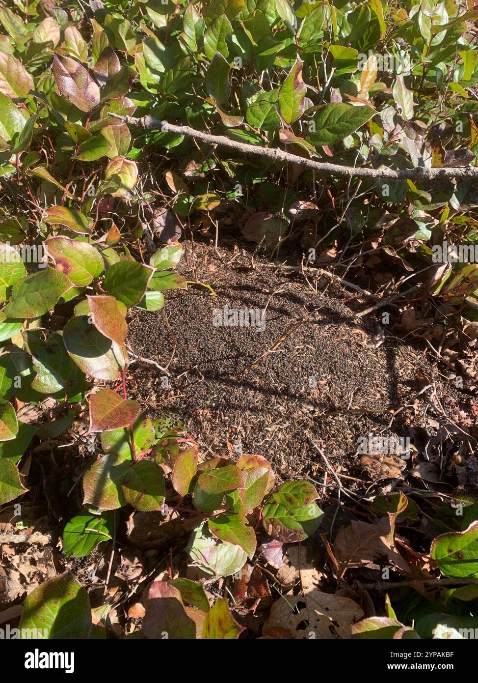 Western Thatching Ant (Formica obscuripes Stock Photo - Alamy