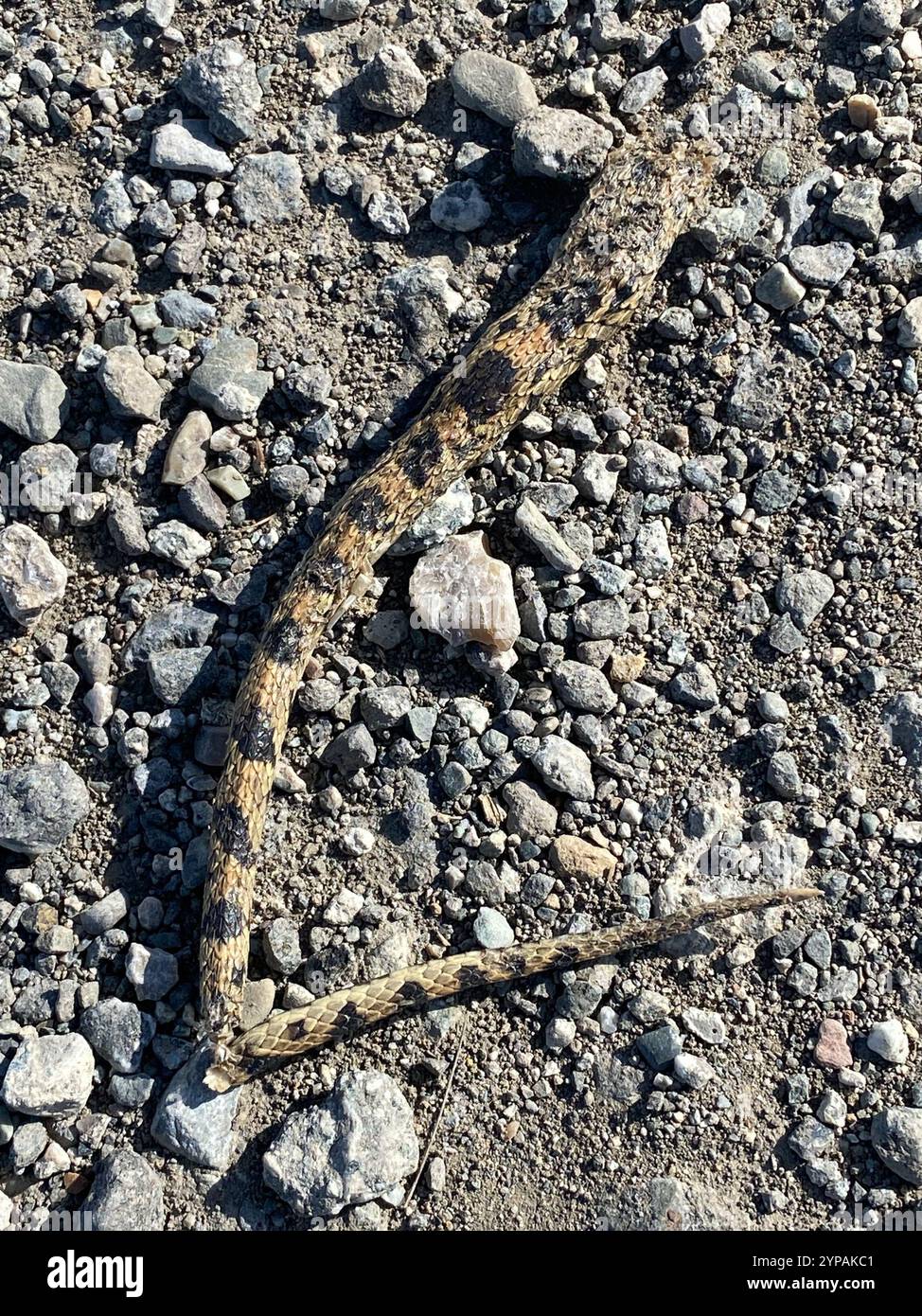 Pacific Gopher Snake (Pituophis catenifer catenifer Stock Photo - Alamy