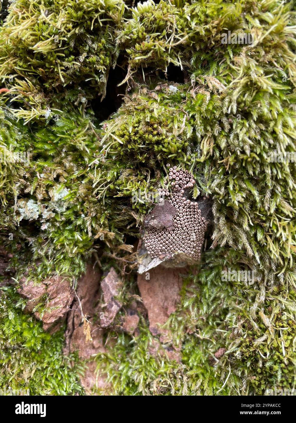 Rusty Tussock Moth (Orgyia antiqua Stock Photo - Alamy