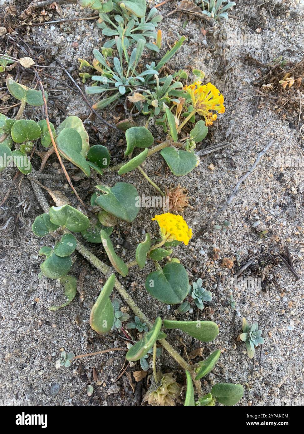 Yellow Sand Verbena (Abronia latifolia Stock Photo - Alamy
