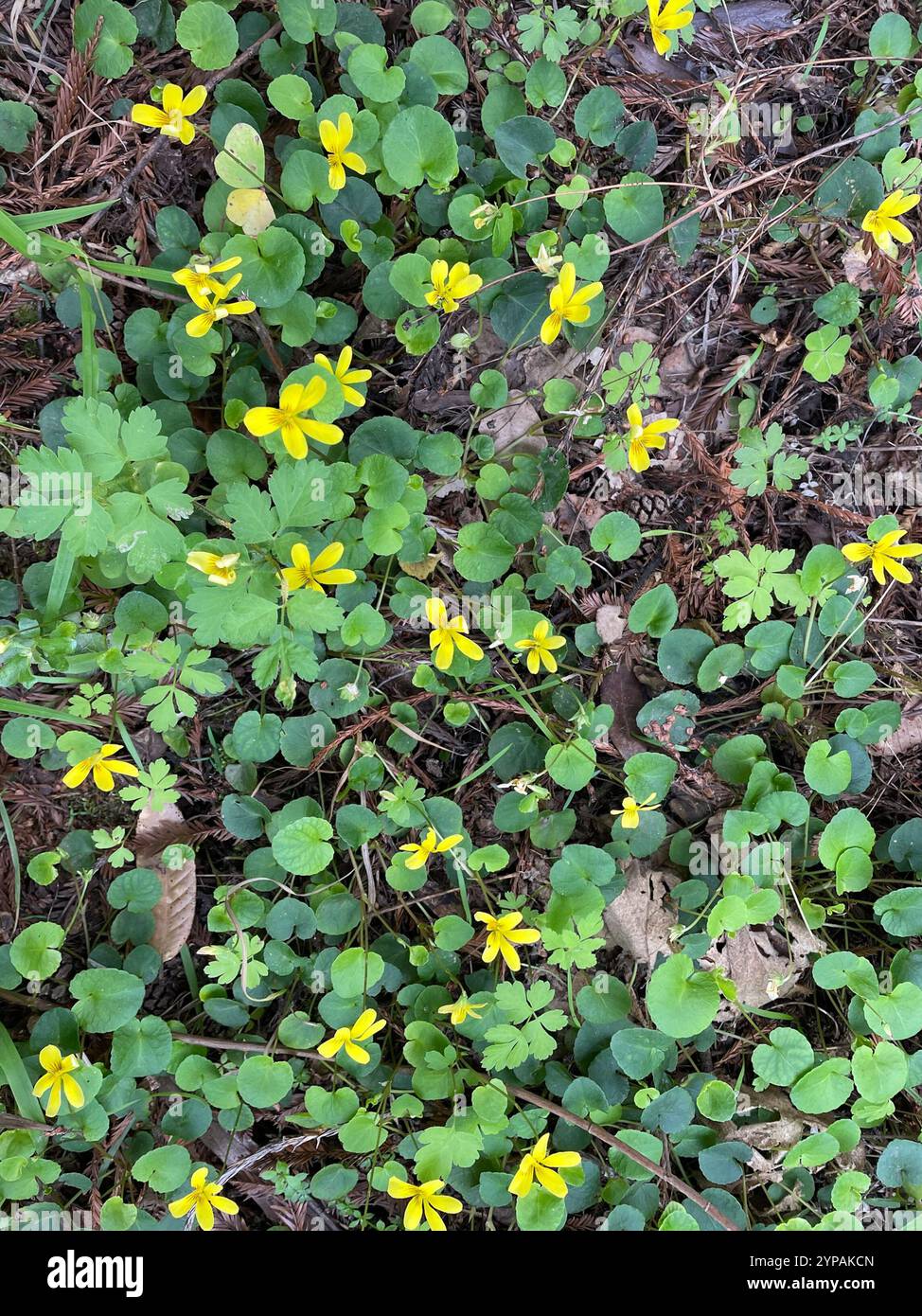 Redwood Violet (Viola sempervirens Stock Photo - Alamy