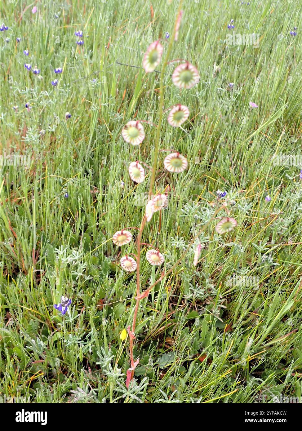 Ribbed Fringepod (Thysanocarpus radians Stock Photo - Alamy