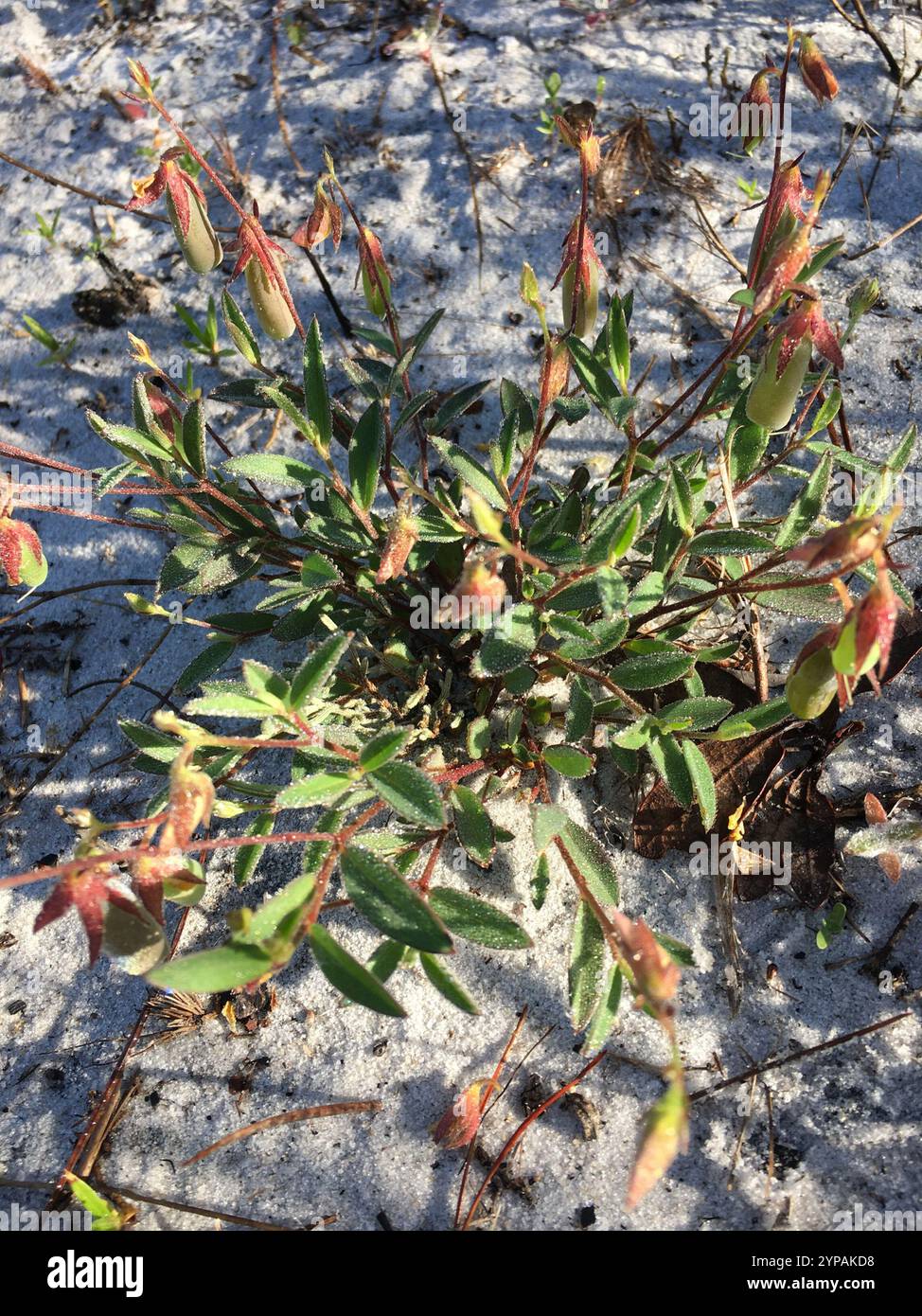 Rabbitbells (Crotalaria rotundifolia Stock Photo - Alamy