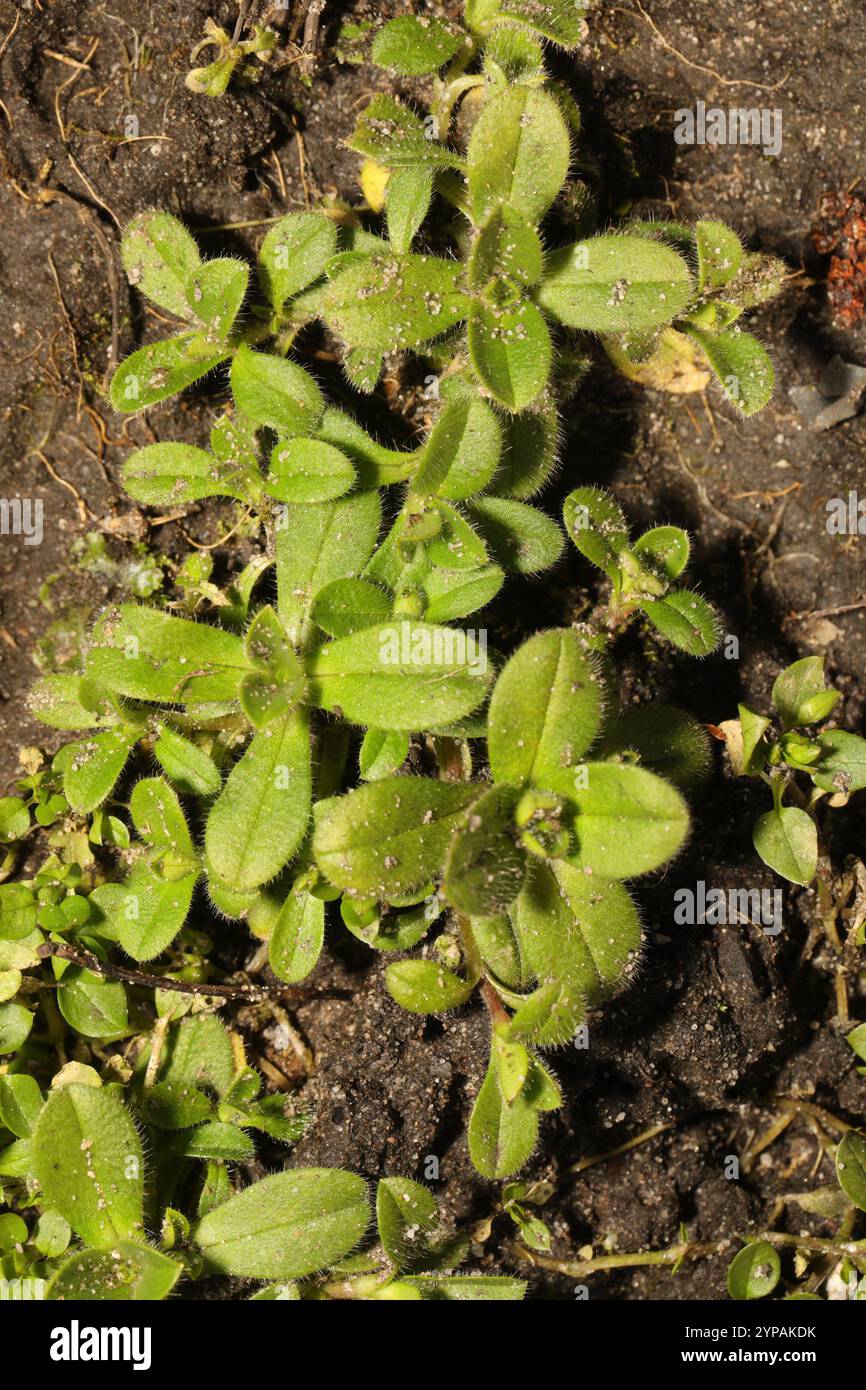 Sticky mouse-ear chickweed (Cerastium glomeratum Stock Photo - Alamy