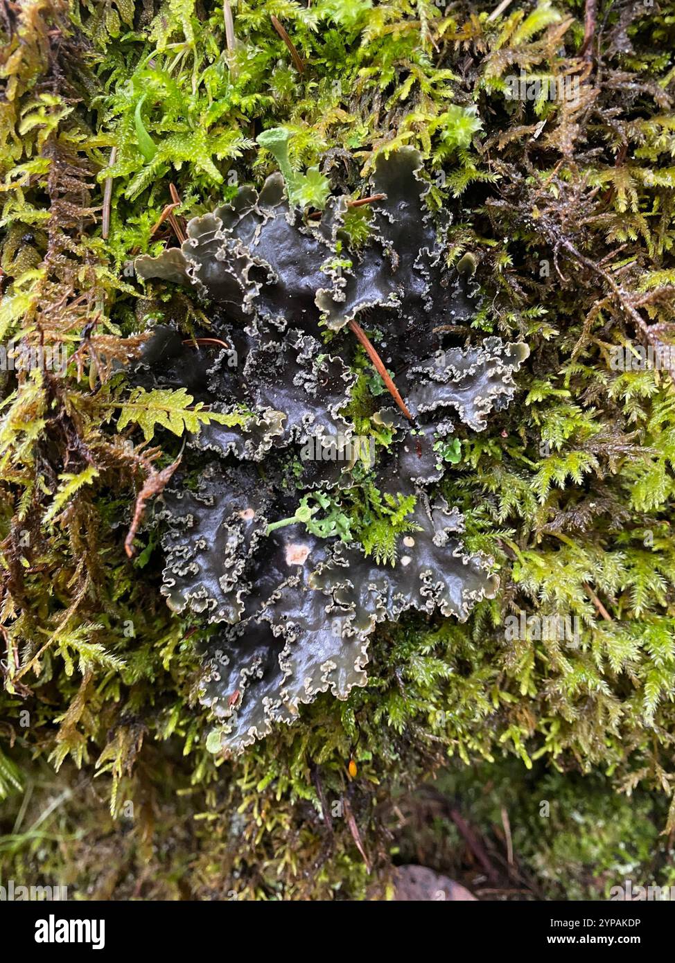 tree pelt lichen (Peltigera collina Stock Photo - Alamy