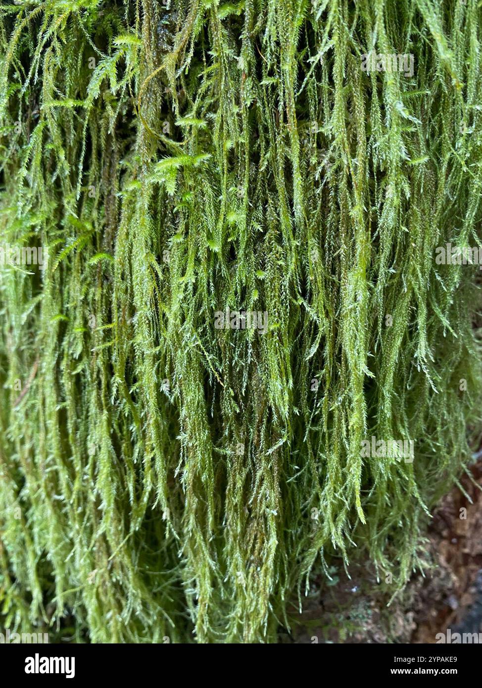 Cat's Tail Moss (Pseudisothecium stoloniferum Stock Photo - Alamy