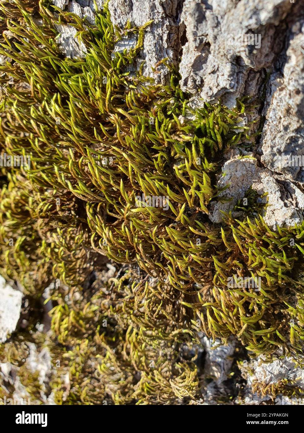 squirrel-tail moss (Leucodon sciuroides Stock Photo - Alamy