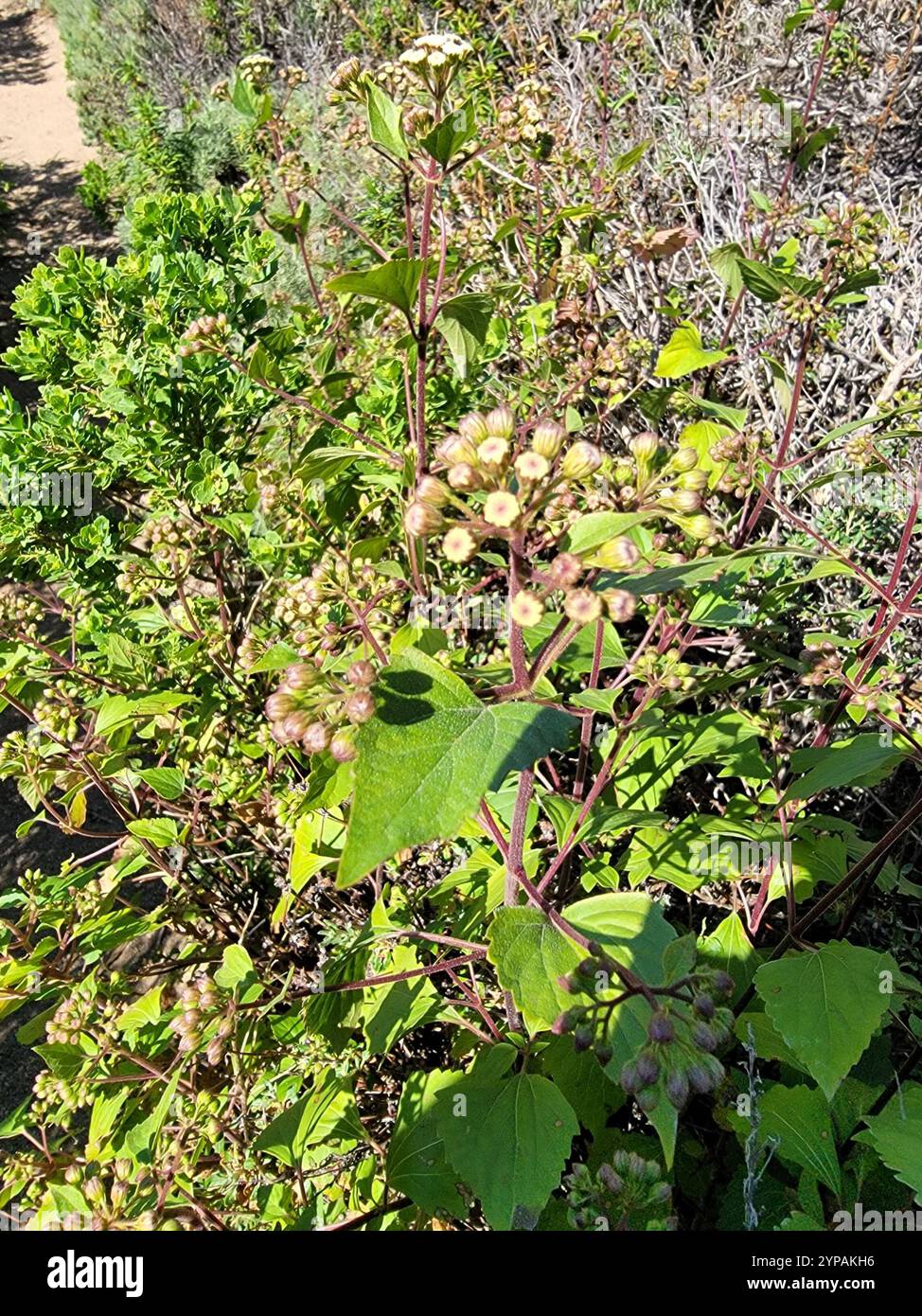 Crofton Weed (Ageratina adenophora Stock Photo - Alamy