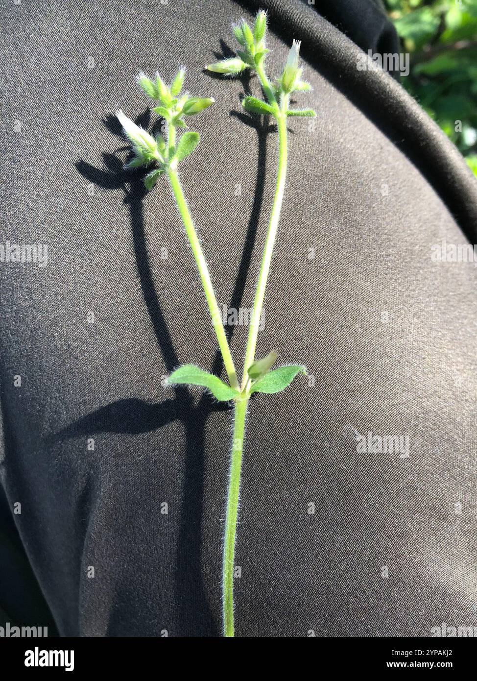 Sticky mouse-ear chickweed (Cerastium glomeratum Stock Photo - Alamy