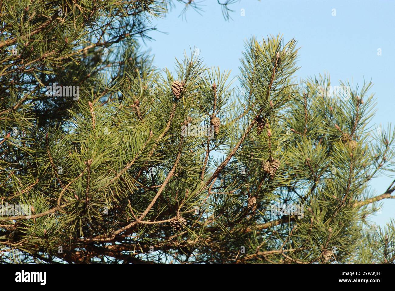 black pine (Pinus nigra Stock Photo - Alamy