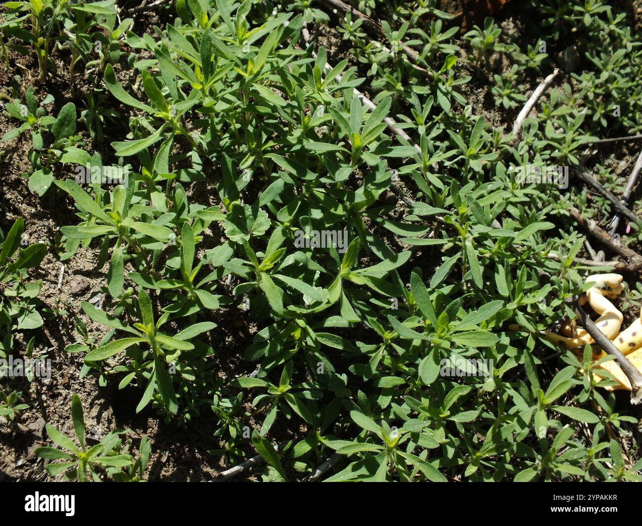 Asperugo procumbens hi-res stock photography and images - Alamy