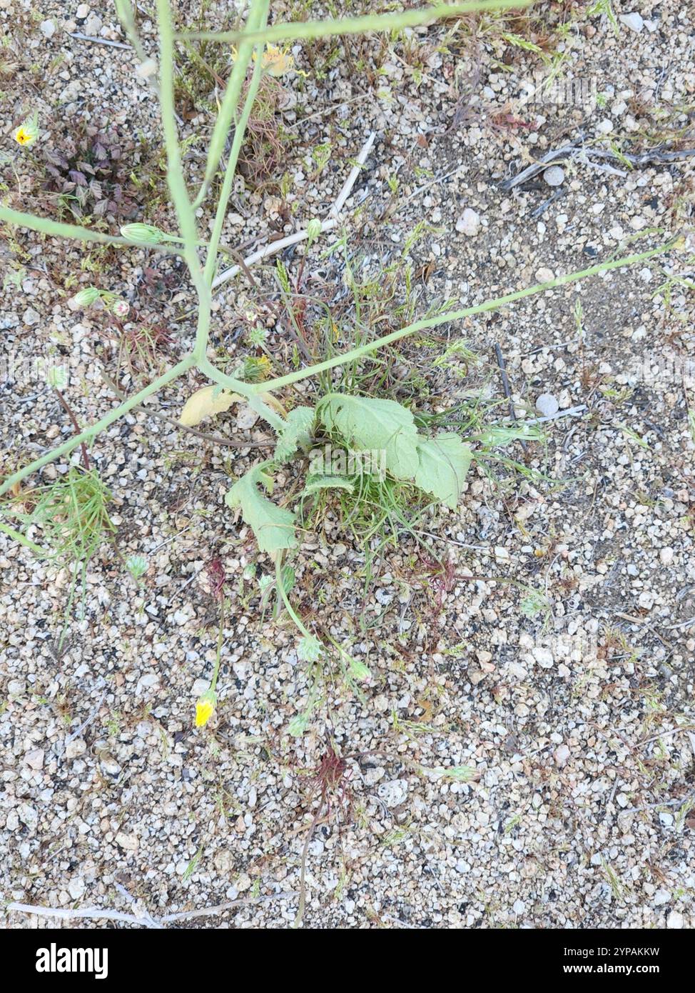 California mustard (Caulanthus lasiophyllus Stock Photo - Alamy