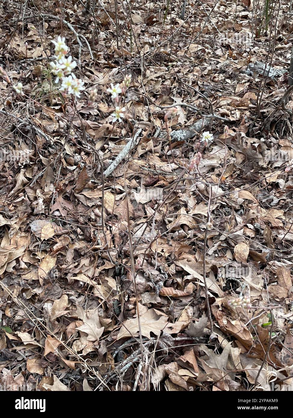 Running Serviceberry (Amelanchier stolonifera Stock Photo - Alamy
