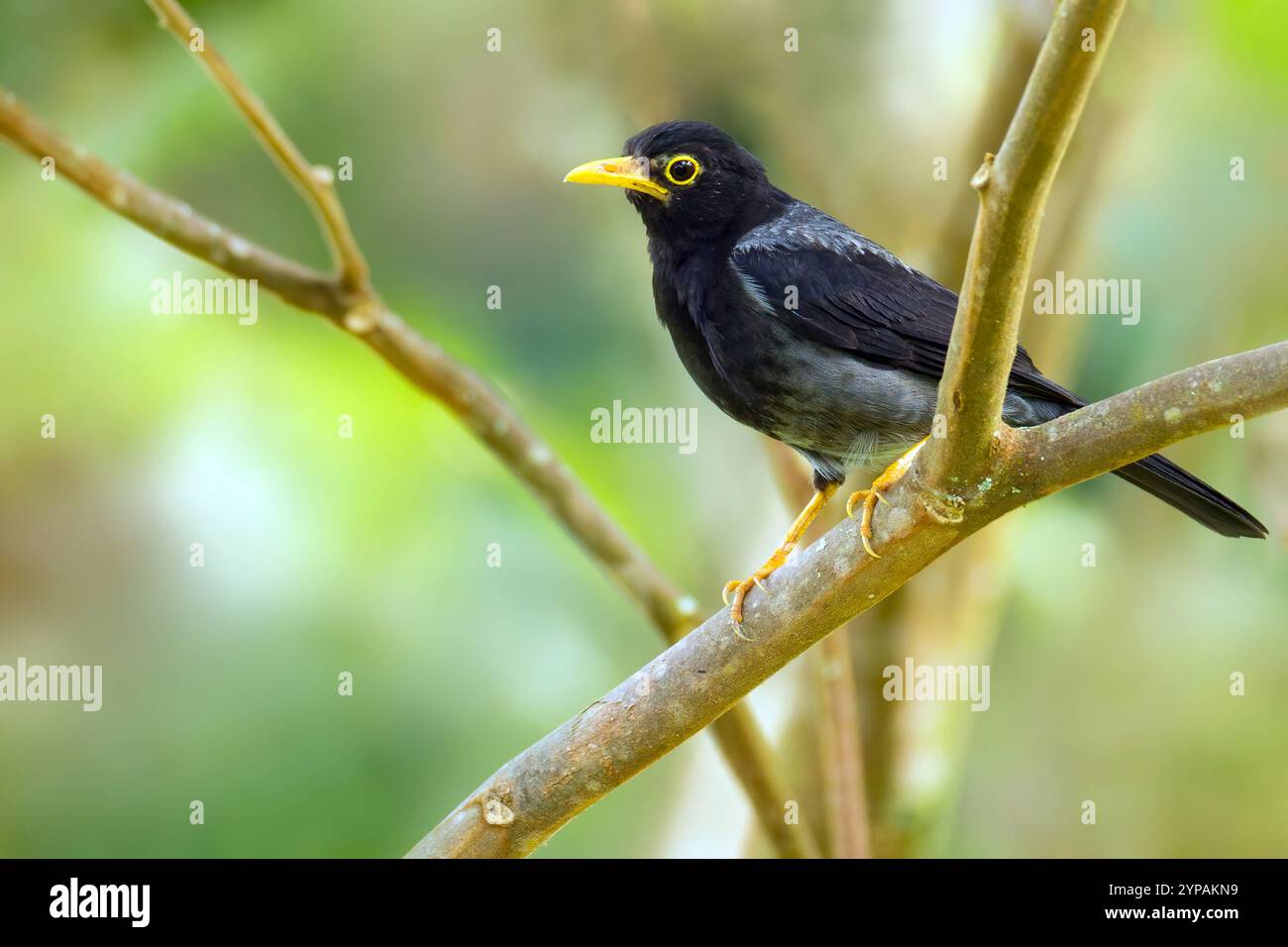 yellow-legged thrush (Turdus flavipes, Platycichla flavipes), male ...