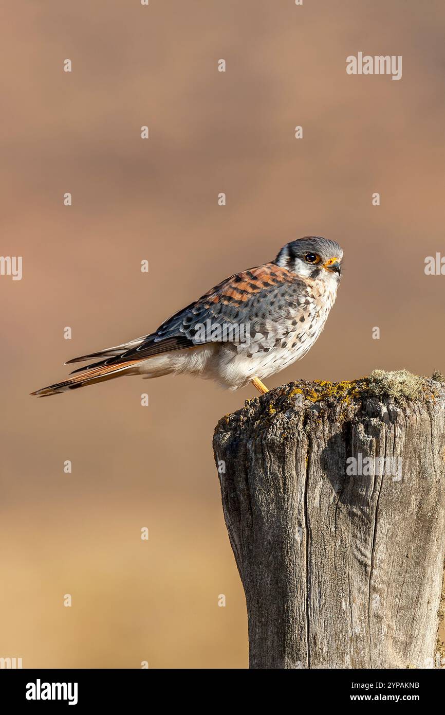 American kestrel (Falco sparverius cinnamominus, Falco cinnamominus), sitting on a post ...
