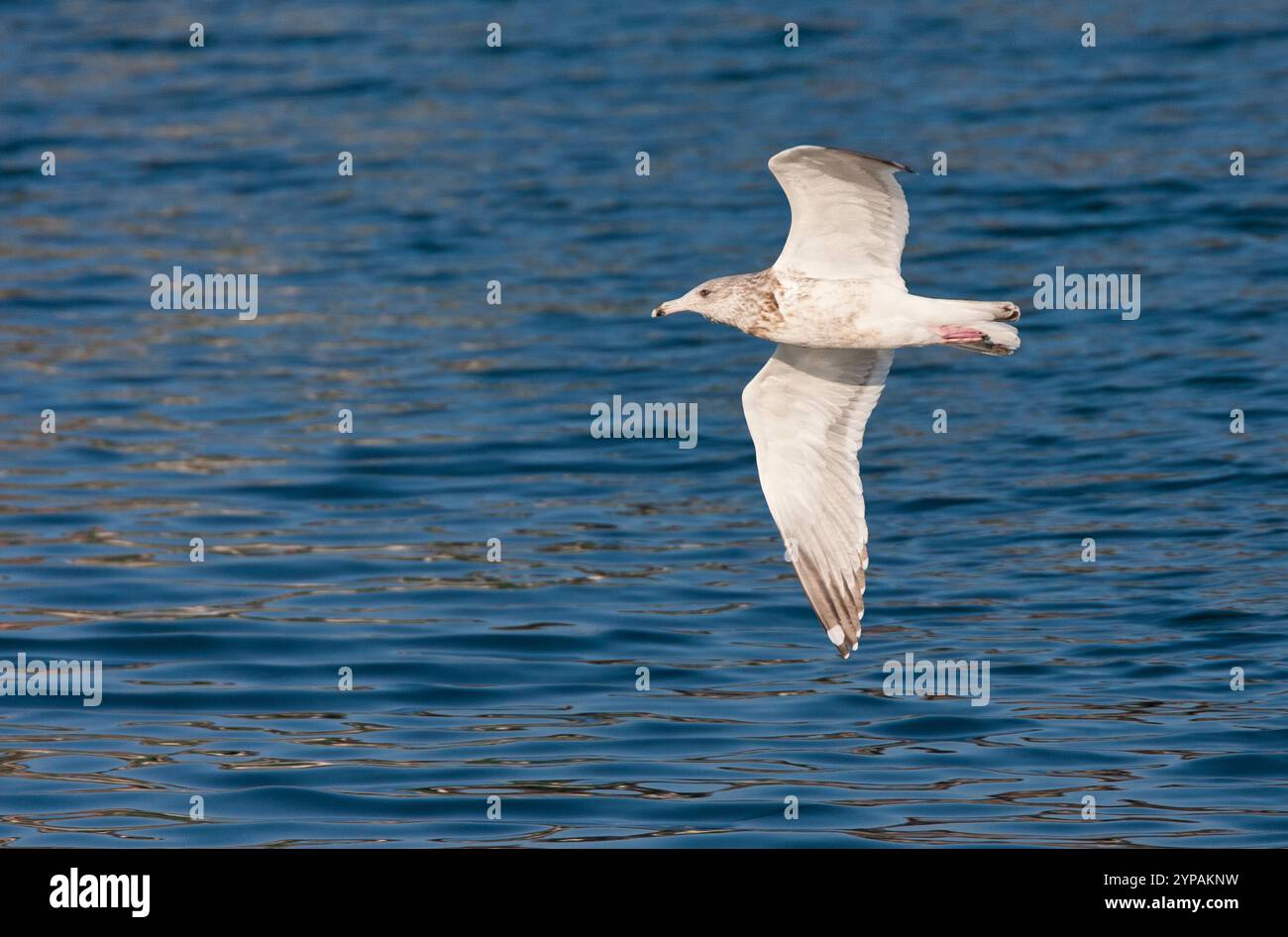 Vega Gull (Larus vegae), in flight over the sea, Japan, Hokkaido Stock ...