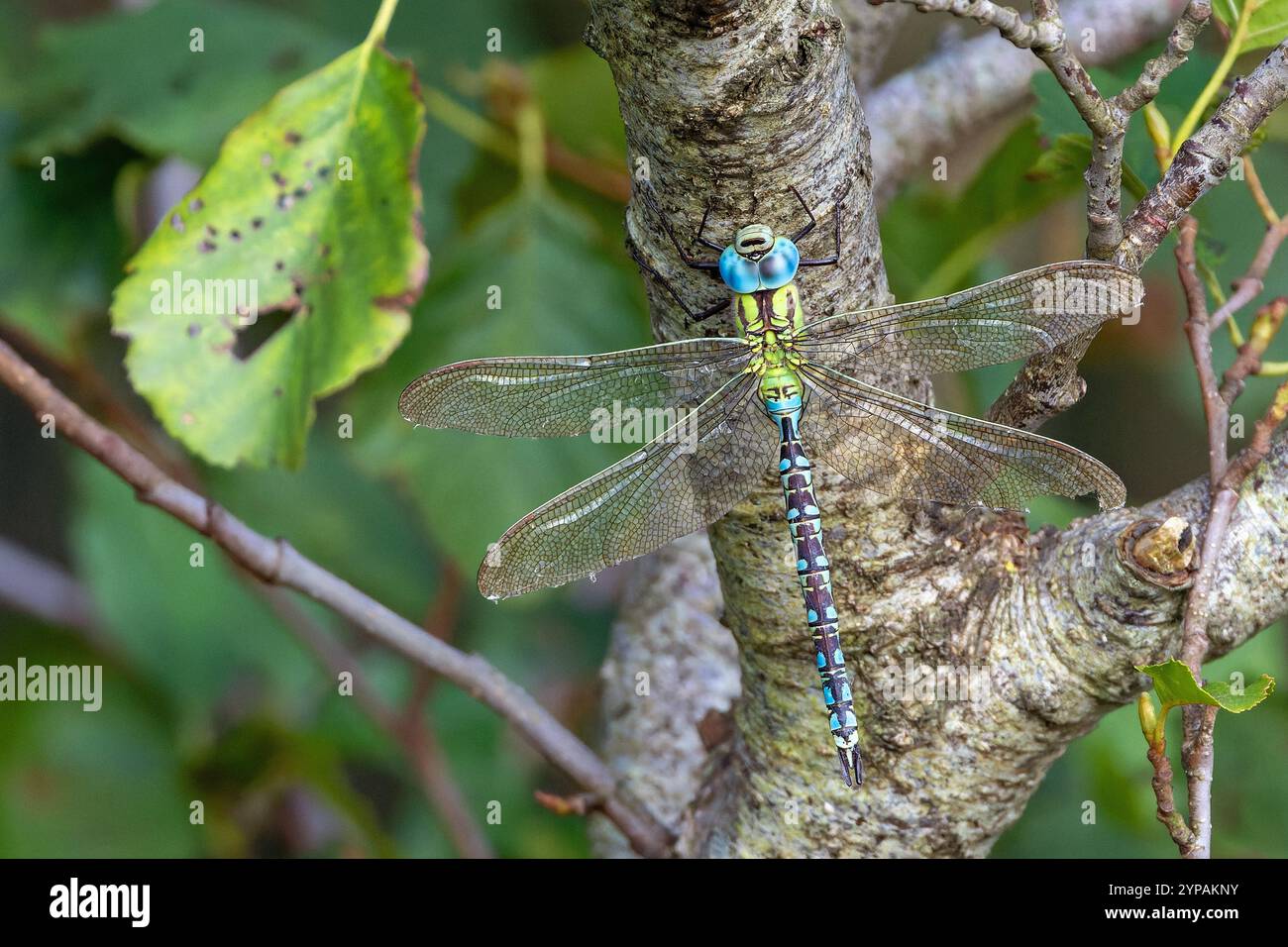 Green Hawker (Aeshna viridis, Aeschna viridis), male sitting on the ...