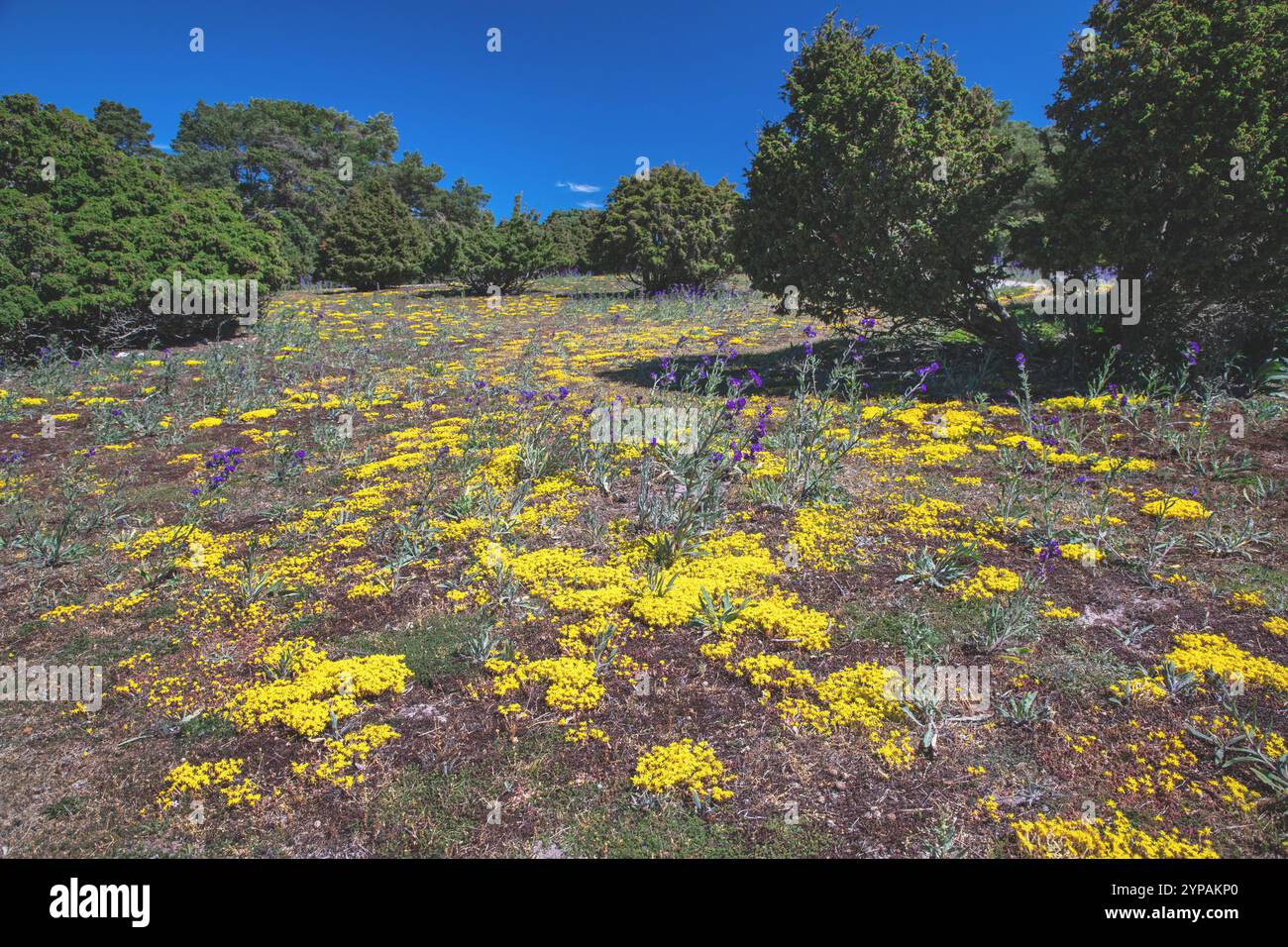 common stonecrop, biting stonecrop, mossy stonecrop, wall-pepper, gold ...