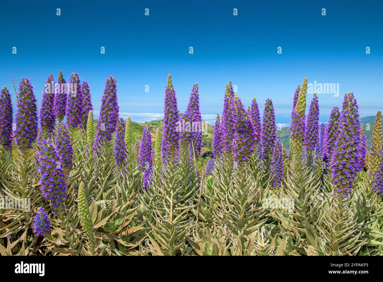 pride of Madeira, tower of jewels (Echium candicans, Echium fastuosum ...