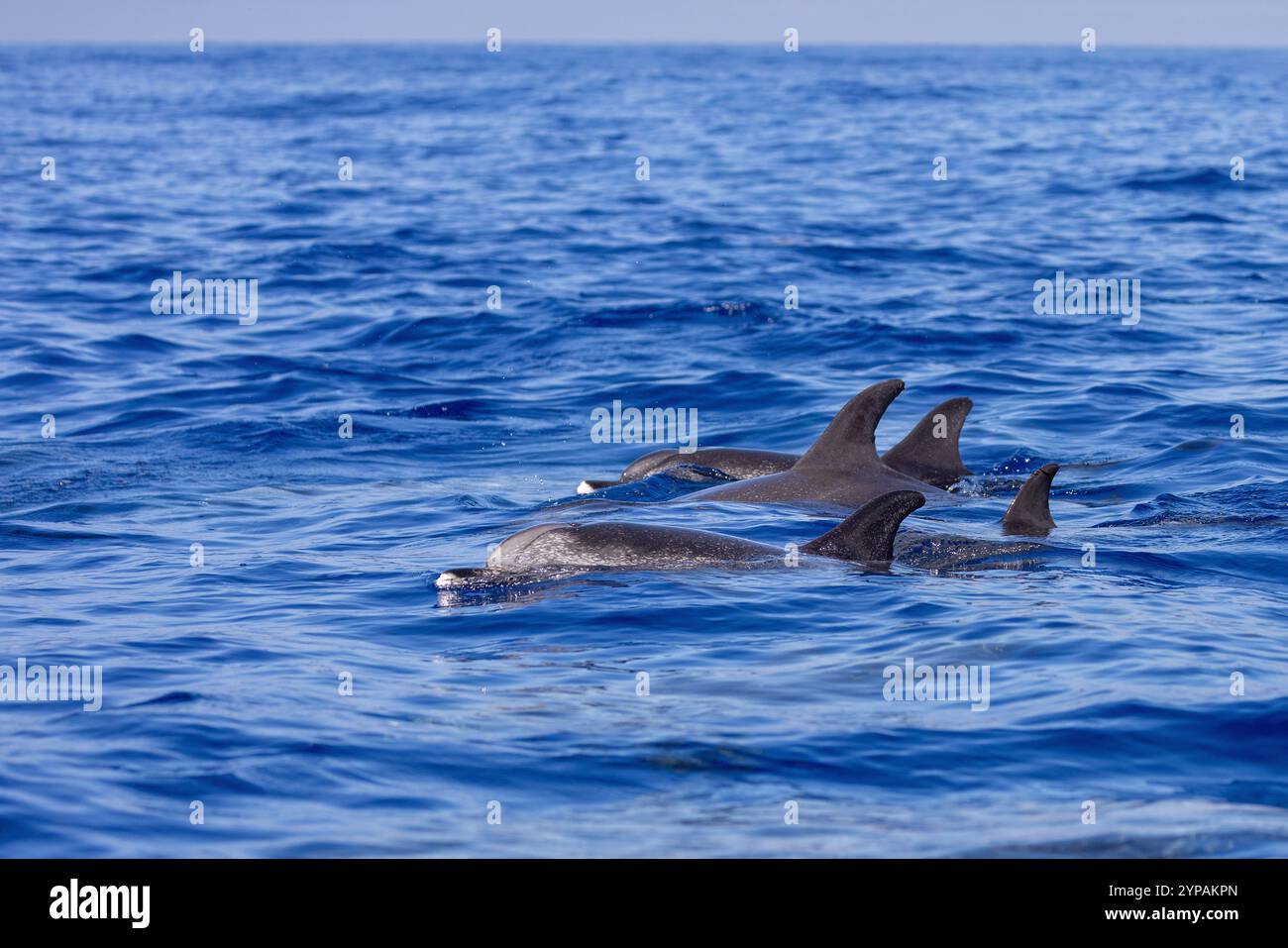 Atlantic spotted dolphin (Stenella frontalis, Stenella plagiodon ...