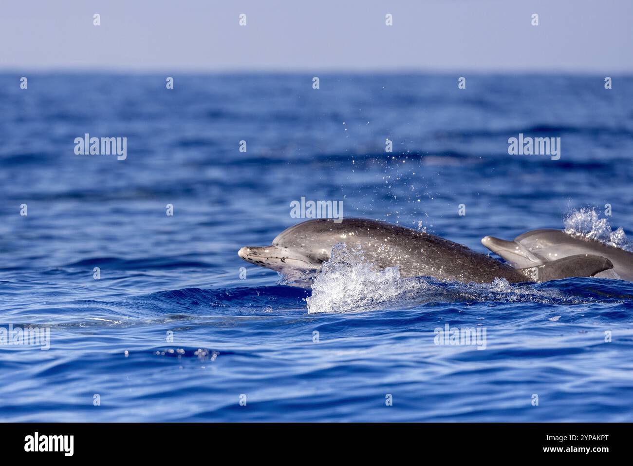 Atlantic spotted dolphin (Stenella frontalis, Stenella plagiodon), two ...