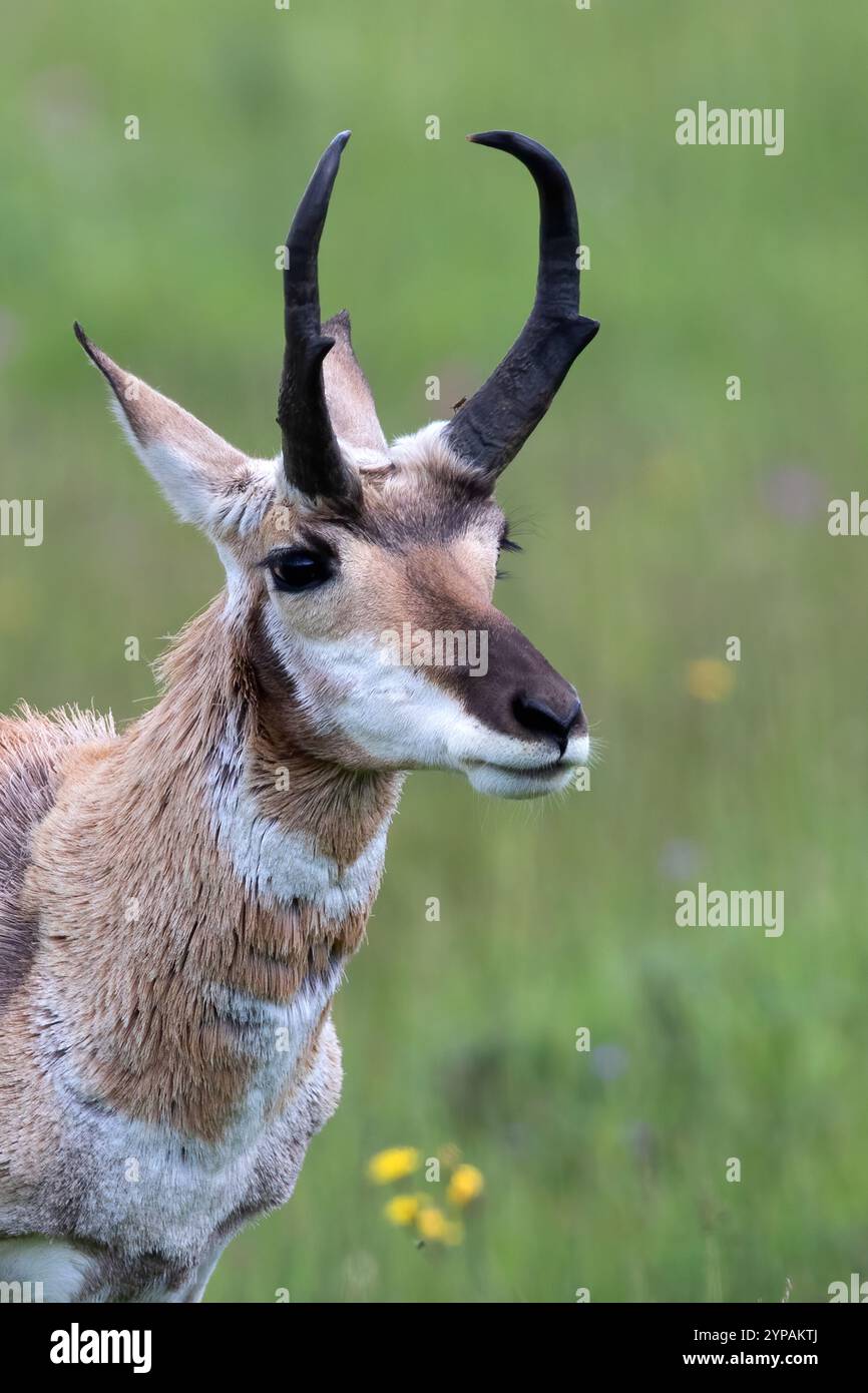 pronghorn (Antilocapra americana), portrait, side view, USA Stock Photo ...