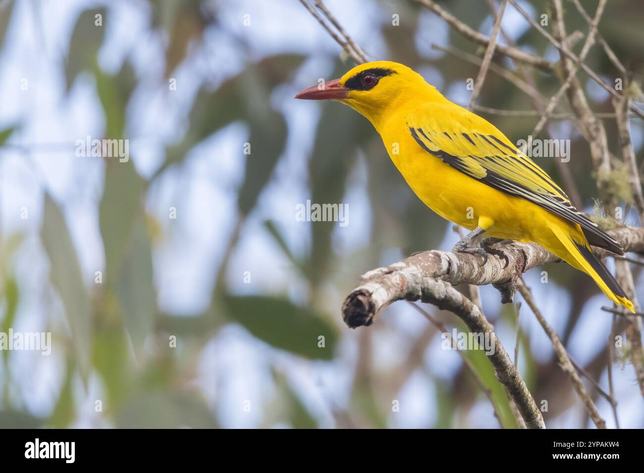 African golden oriole (Oriolus auratus), sitting on a branch, Tanzania ...