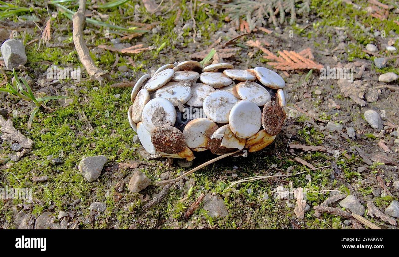 Poisonous bait hi-res stock photography and images - Alamy