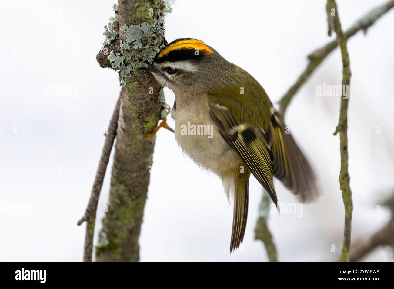 Fiery crowned wrens hi-res stock photography and images - Alamy