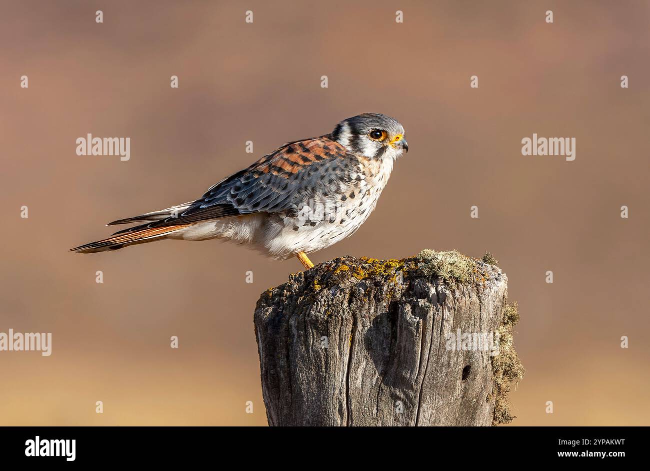 American kestrel (Falco sparverius cinnamominus, Falco cinnamominus), sitting on a post ...