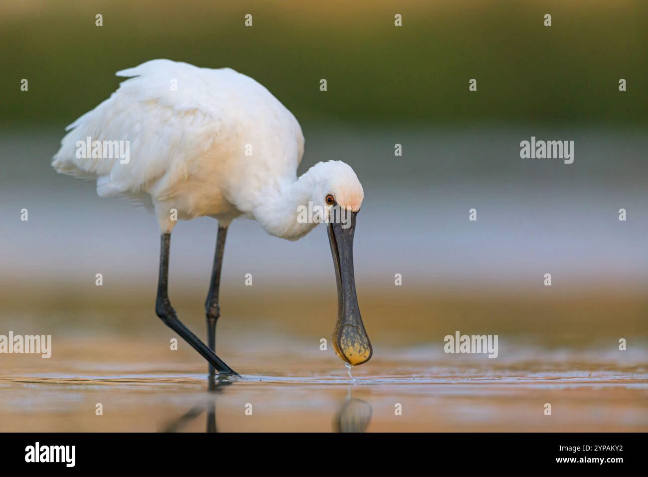 white spoonbill, Eurasian spoonbill, common spoonbill (Platalea ...