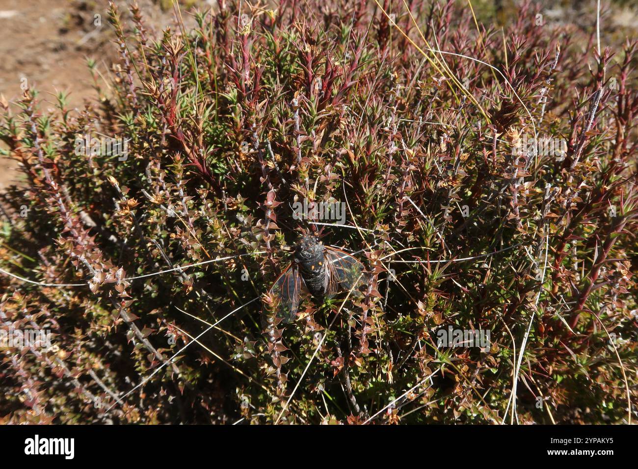 black twanger cicada (Diemeniana hirsuta Stock Photo - Alamy