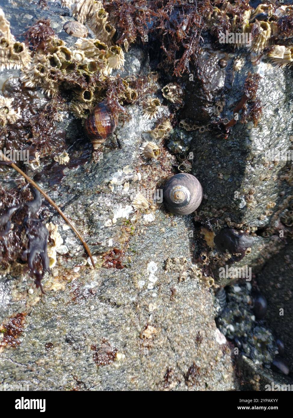Black Tegula (Tegula funebralis Stock Photo - Alamy
