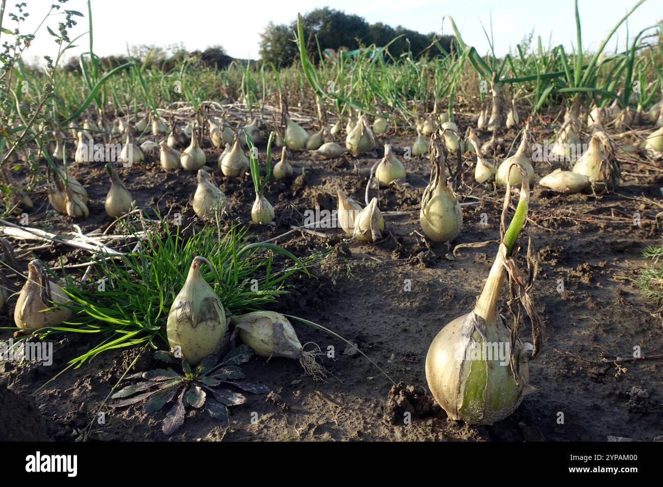 Garden onion, Bulb Onion, Common Onion (Allium cepa), onion field with ...