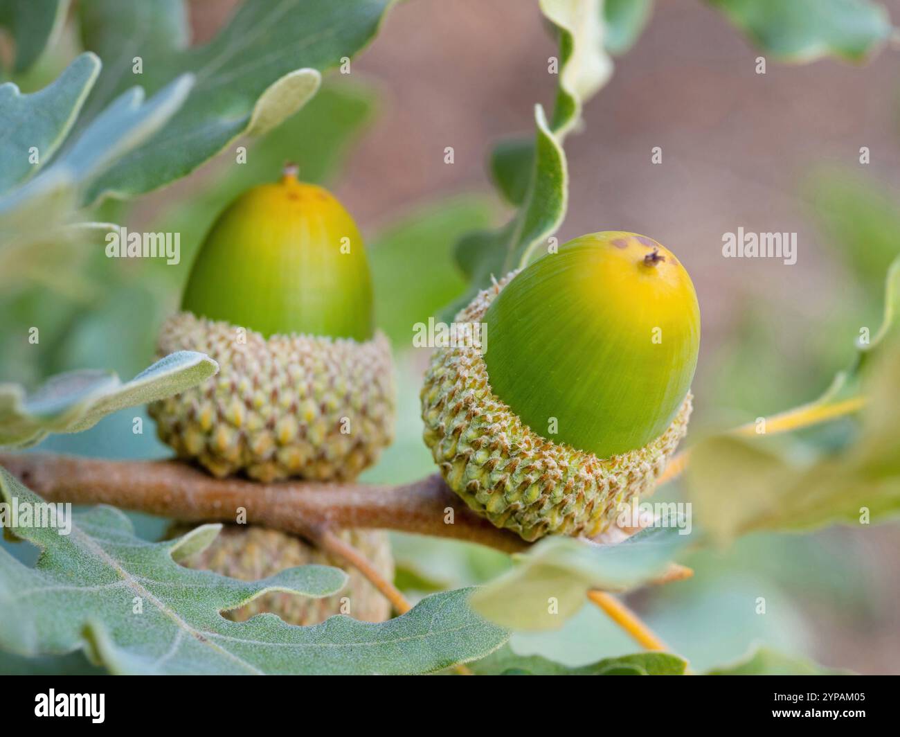 cork oak (Quercus suber), acorns on a branch, Spain, Extremadura, Canamero Stock Photo - Alamy