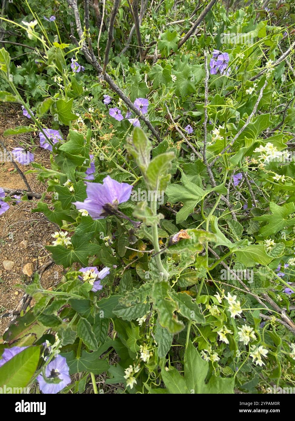 purple nightshade (Solanum xanti Stock Photo - Alamy