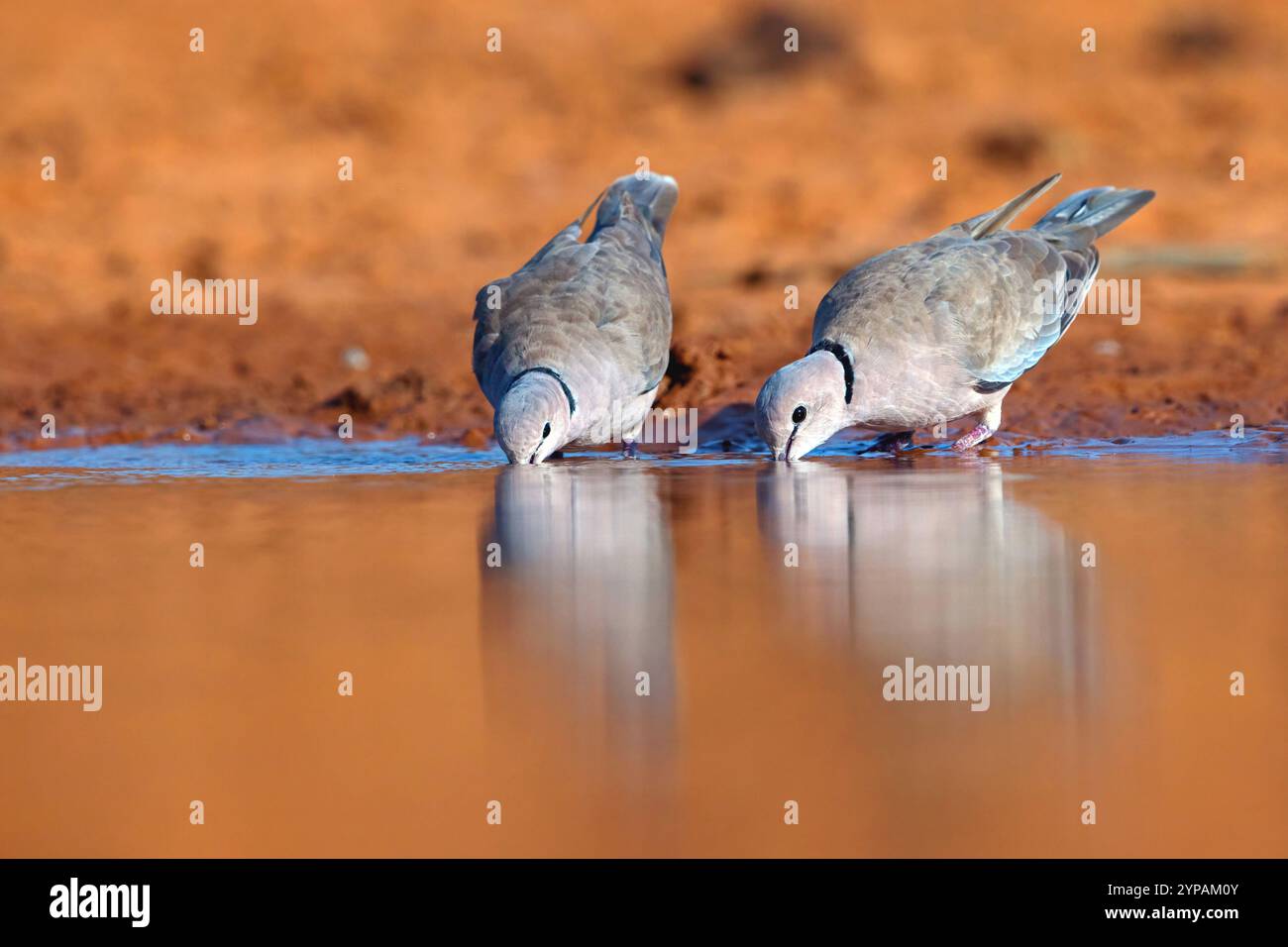 Vinaceous dove (Streptopelia vinacea), two vinaceous doves standing ...