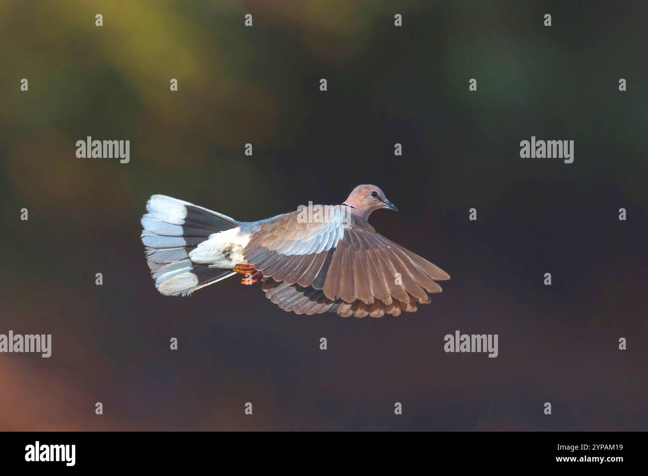 Vinaceous dove (Streptopelia vinacea), in flight, side view, Gambia ...