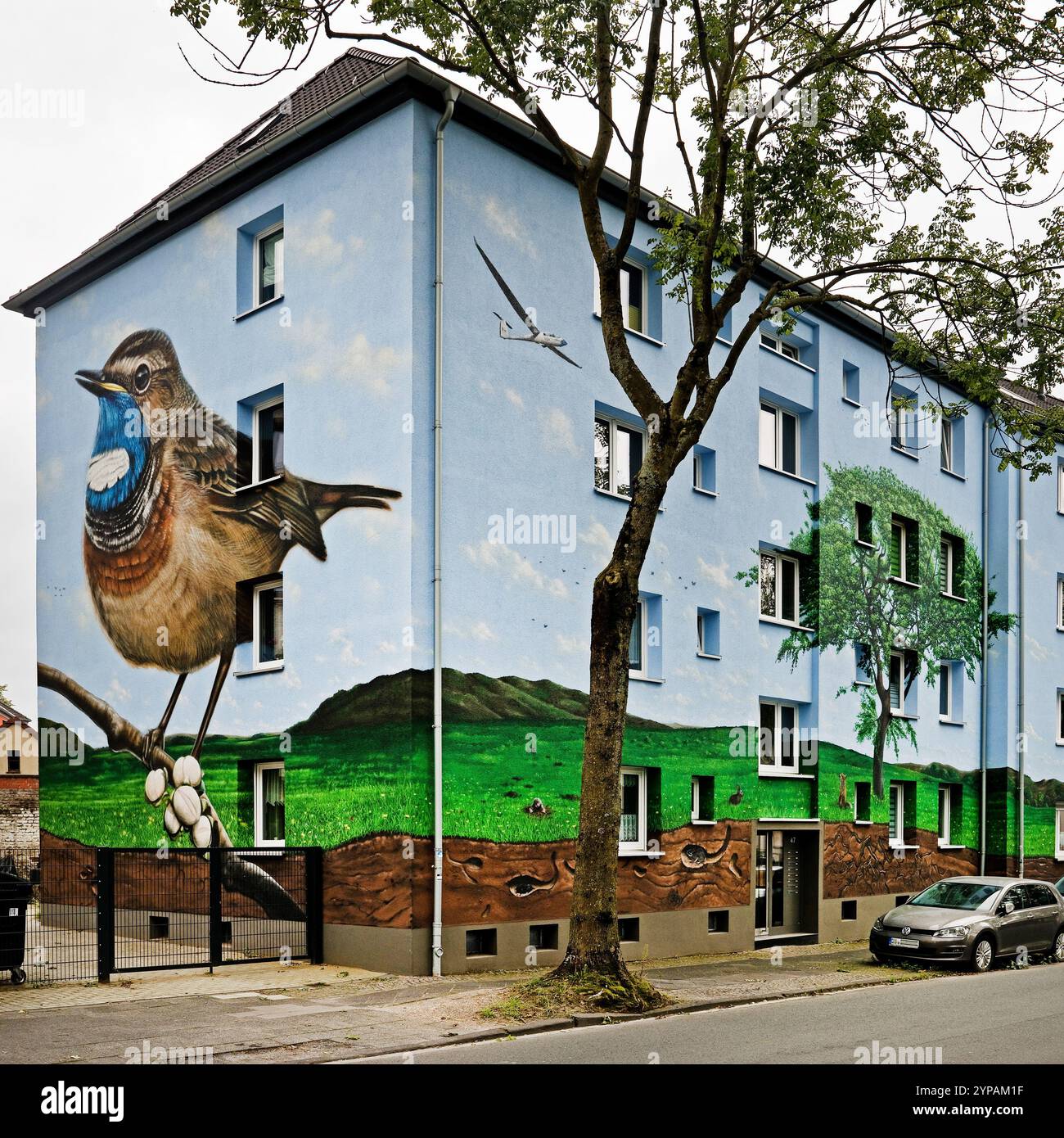 White-spotted Bluethroat (Luscinia svecica cyanecula), Residential ...