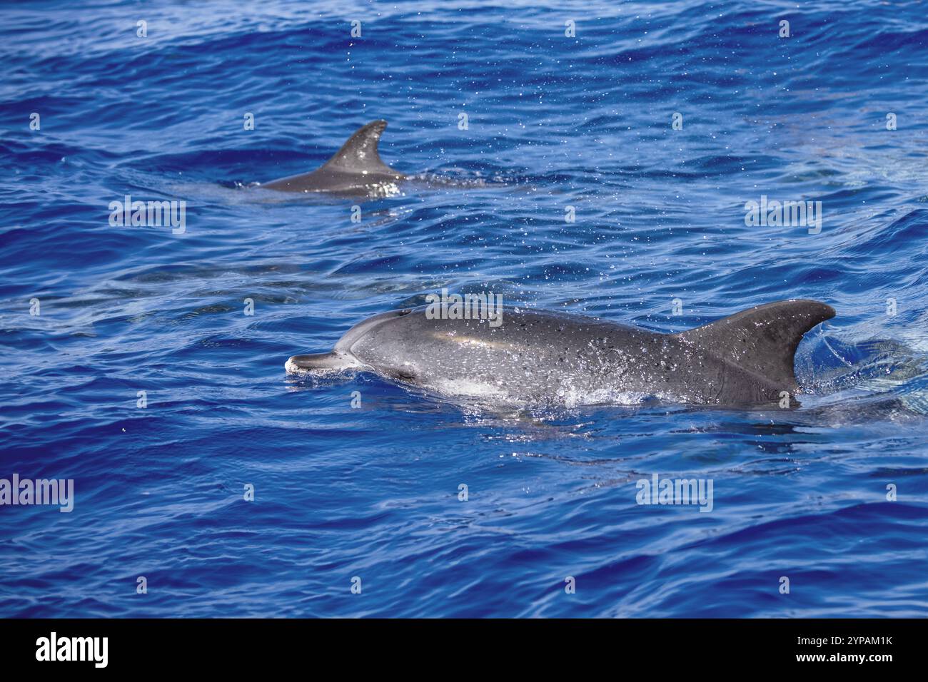 Atlantic spotted dolphin (Stenella frontalis, Stenella plagiodon), two ...