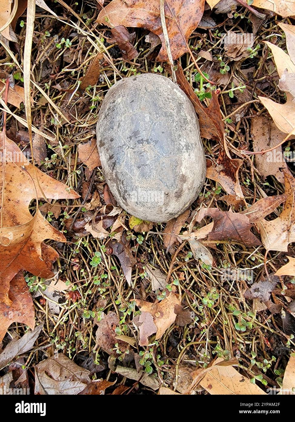 Eastern Mud Turtle (Kinosternon subrubrum Stock Photo - Alamy