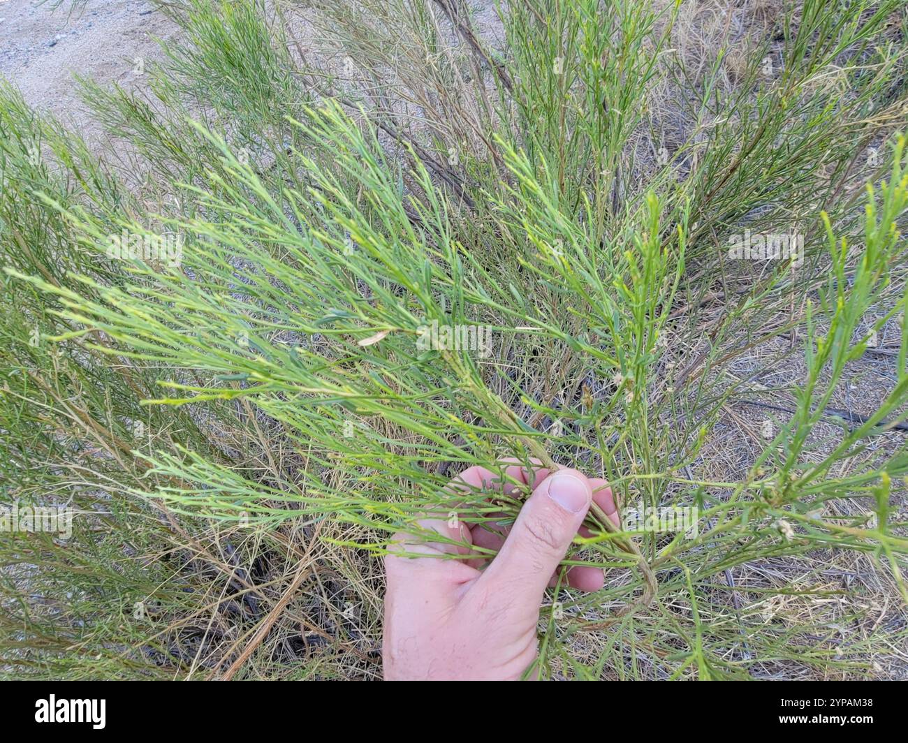 Desert Broom (Baccharis sarothroides Stock Photo - Alamy