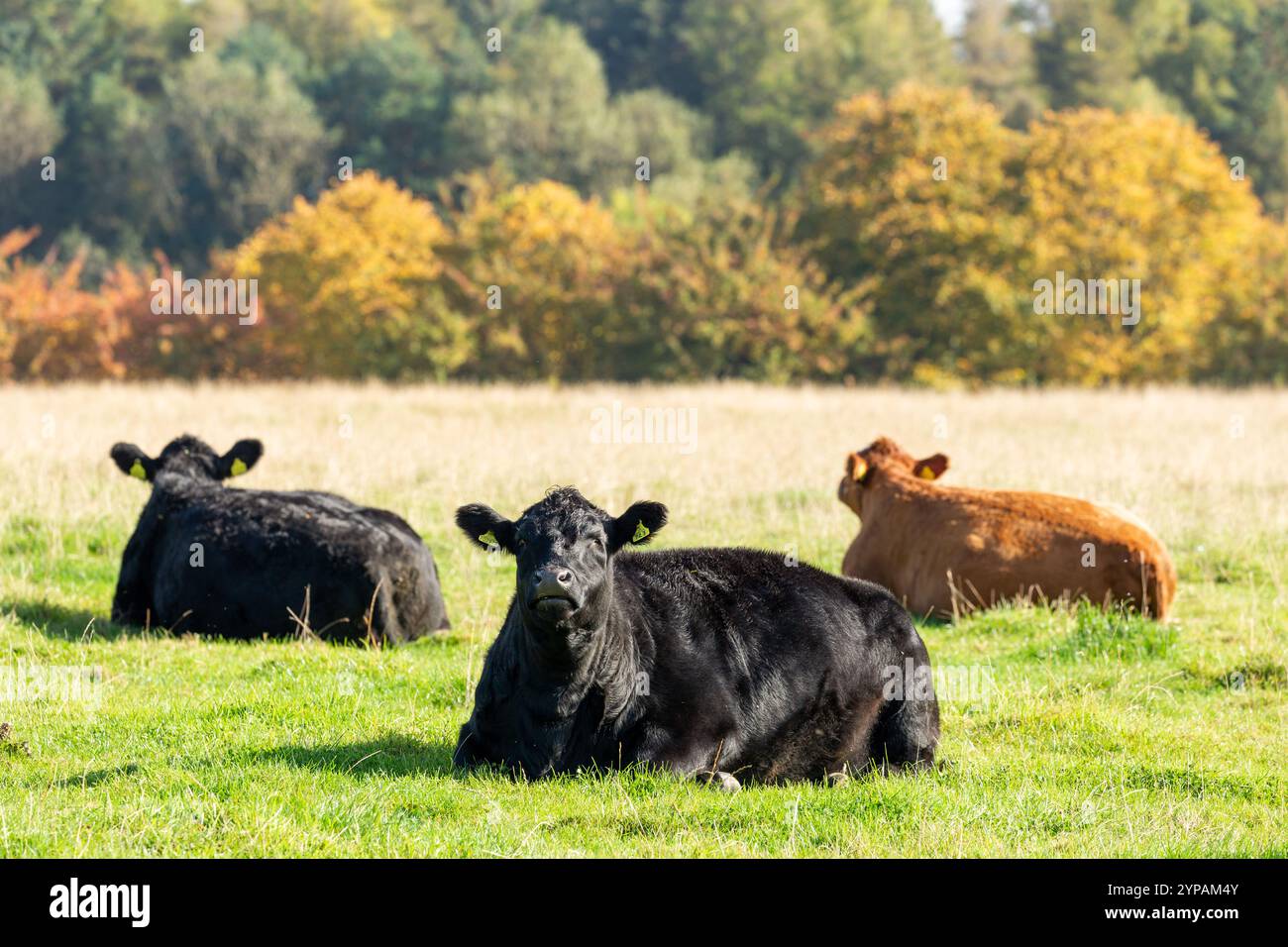 Three cows lying down in hi-res stock photography and images - Alamy