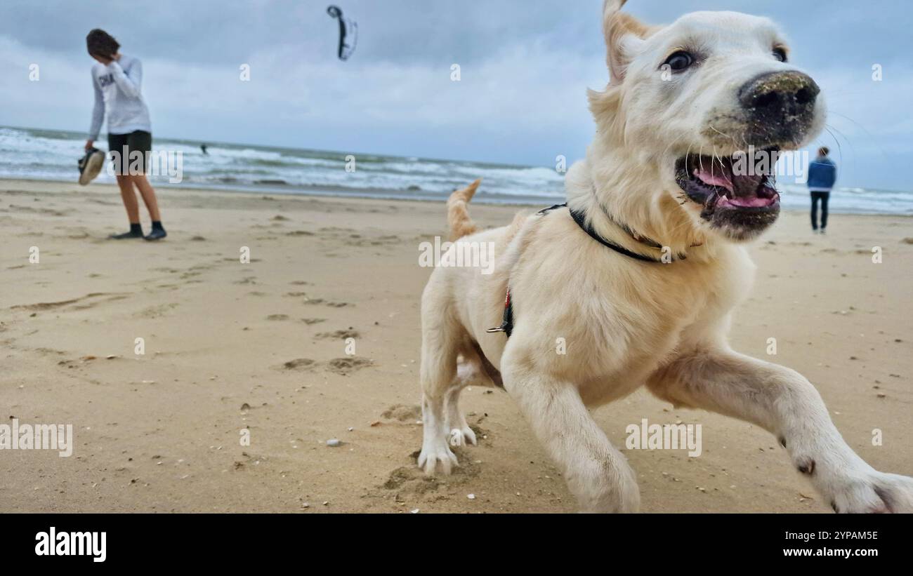 Labrador Retriever (Canis lupus f. familiaris), young male dog romping ...