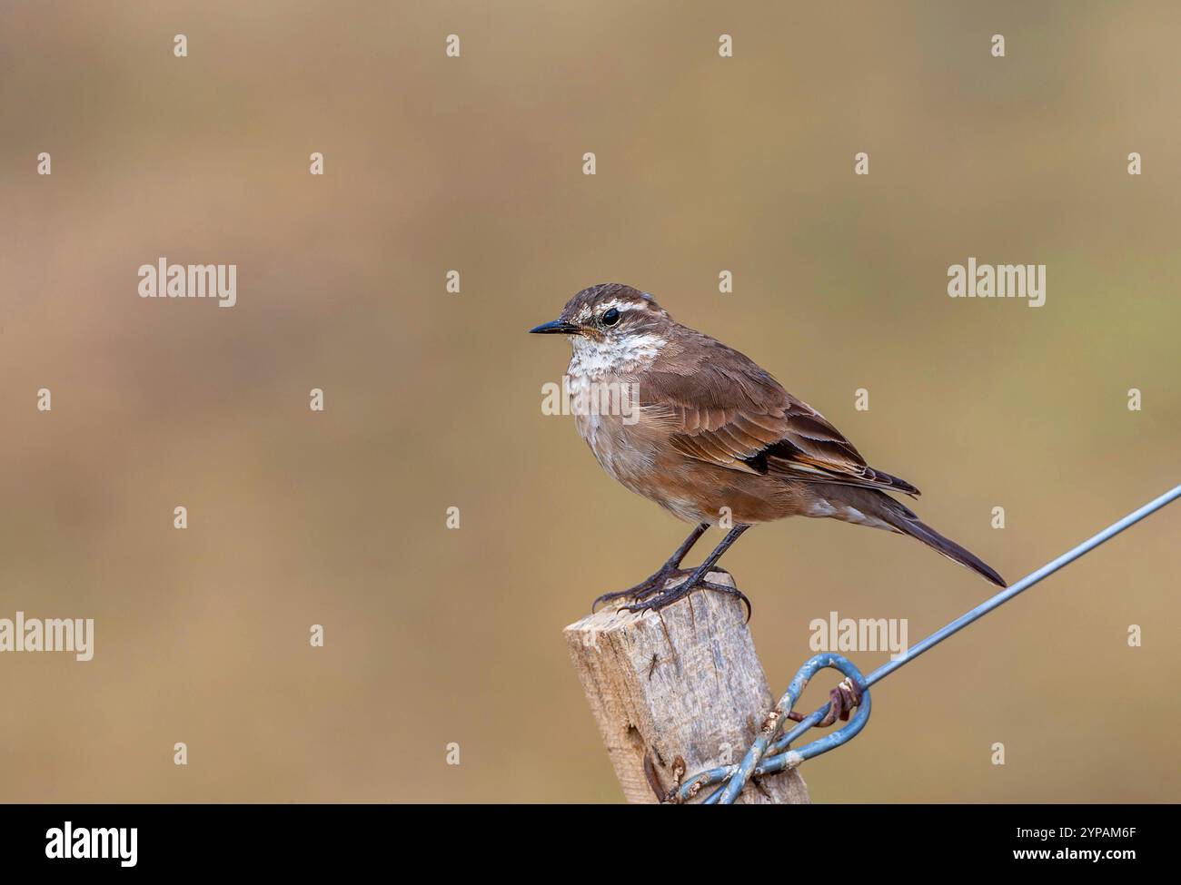 Bar-winged cinclodes (Cinclodes fuscus), sitting on a fence post ...